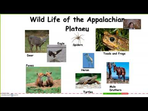 Recording Appalachian Plateau lesson 1