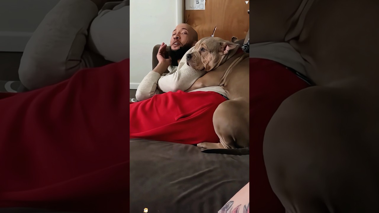 The dog owner has no personal space #funny #youtube #pets #animals