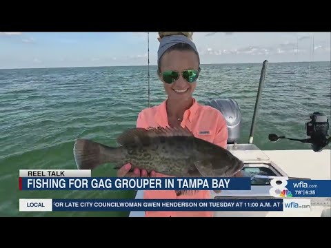 How to Fish for Gag Grouper in Tampa Bay! (Reel Talk) | WFLA Channel 8 News