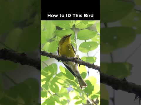 Can you identify this perched songbird?