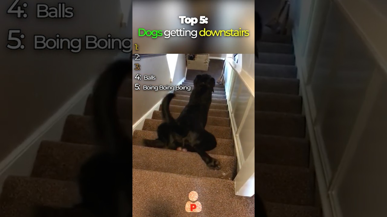 Top 5 Funniest Dogs Going Down Stairs🐶🤣 | #shorts