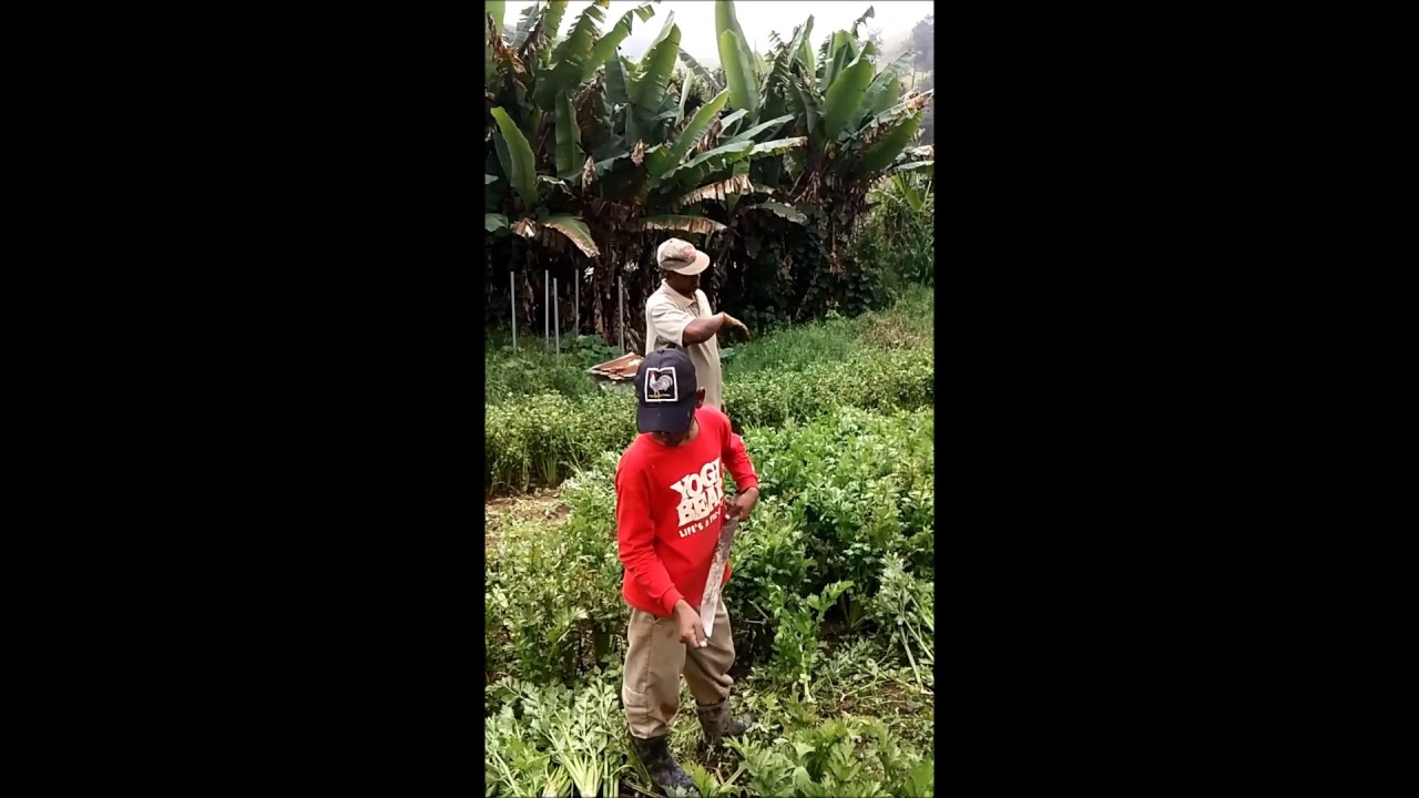 Cosechando Apio  -  Celery Harvesting