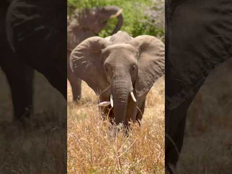 Elephant in Tarangire National Park #shorts #elephant #tarangire #elephant #kalevoyage