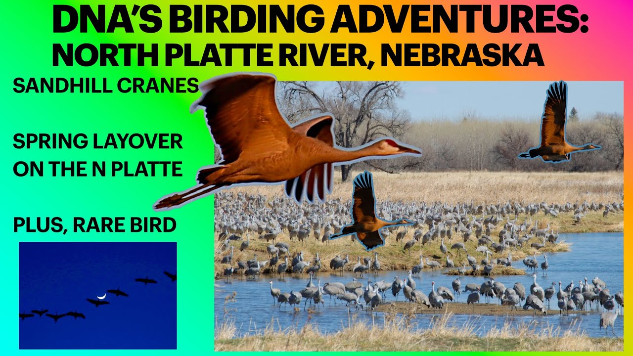 Sandhills Cranes of NEBRASKA on the N Platte River DANCING, ROOSTING & BLASTING OFF - Plus RARE BIRD