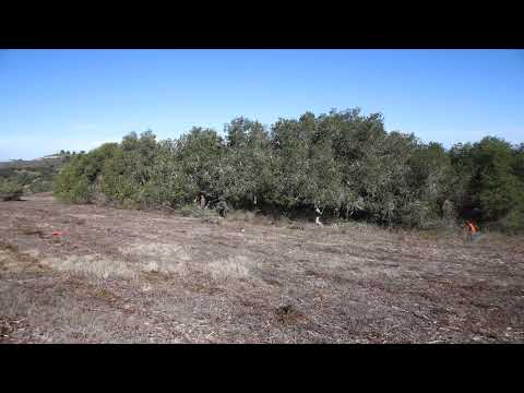 Removing ladder fuels from an ancient oak grove | Sudden Oak Life
