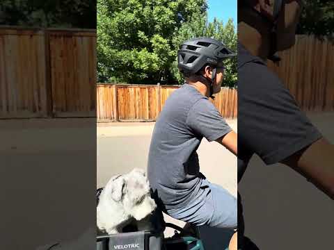 How I take my dog on Ebike Rides!
