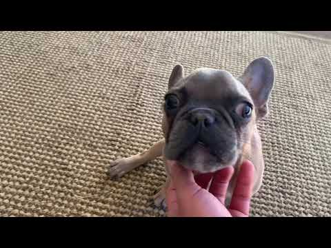 Quasi Modo, A French Bulldog’s Story