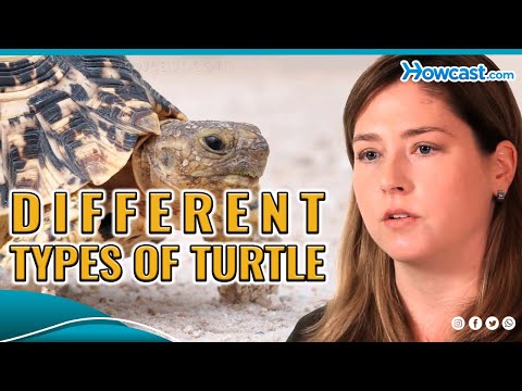 Different Types Of Turtle