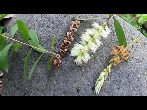 Paperbark (Melaleuca leucadendra) - kayu putih
