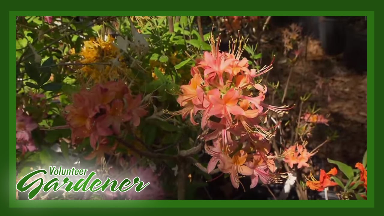 Native Azaleas | Volunteer Gardener