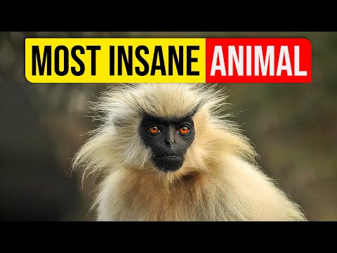 The Most Interesting Animal: Golden Langur