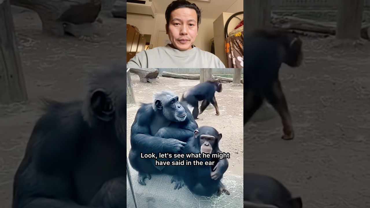 Why she slapped to him? 🧐 #randompost #comedyvideos #gorillatag