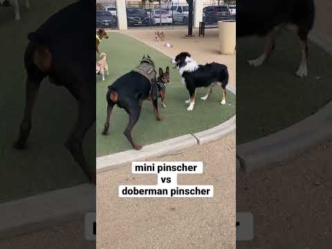 mini pinscher vs doberman pinscher #shorts #dogs