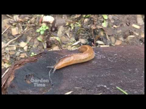Slug and Snail control