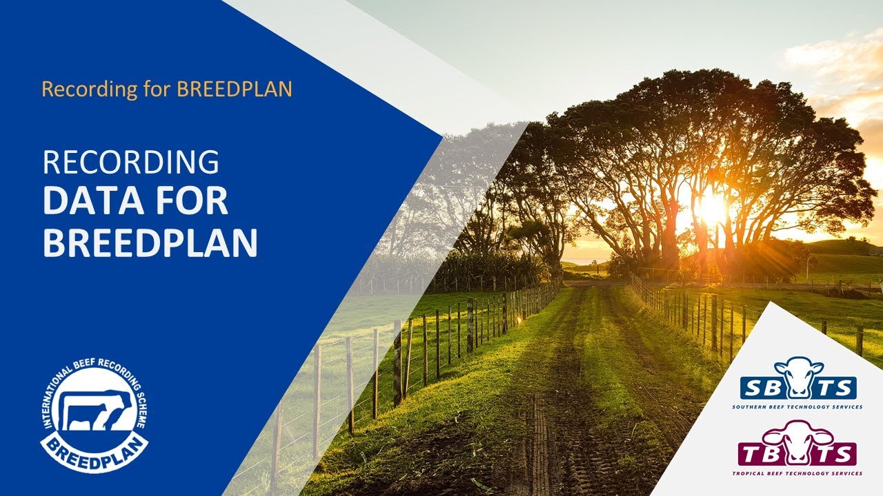 Recording Data for BREEDPLAN