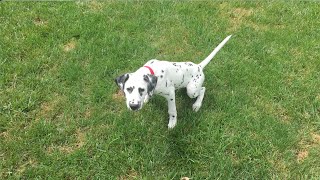 3 Best Dog Training in Omaha, NE - Expert Recommendations