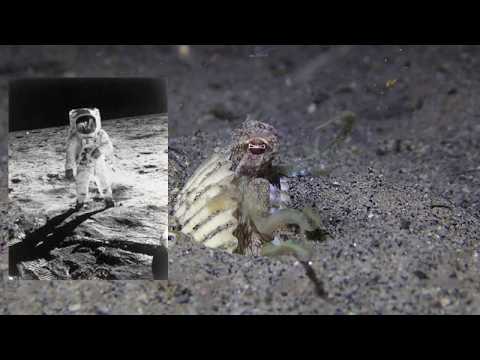 The Silurian Hypothesis: It was the Cephalopods