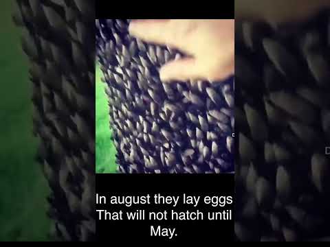 Lantern flys in the Tri-State area. #lanternfly #infested #infestation #bug #bugs