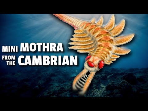 Mosura fentoni: The Cambrian Period's Mini-Mothra