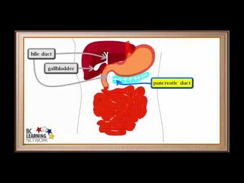 WCLN - Digestion in the Small Intestine - Biology