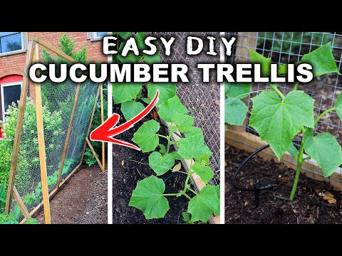How to Build a Cool Cucumber Trellis (Simple & Inexpensive!)