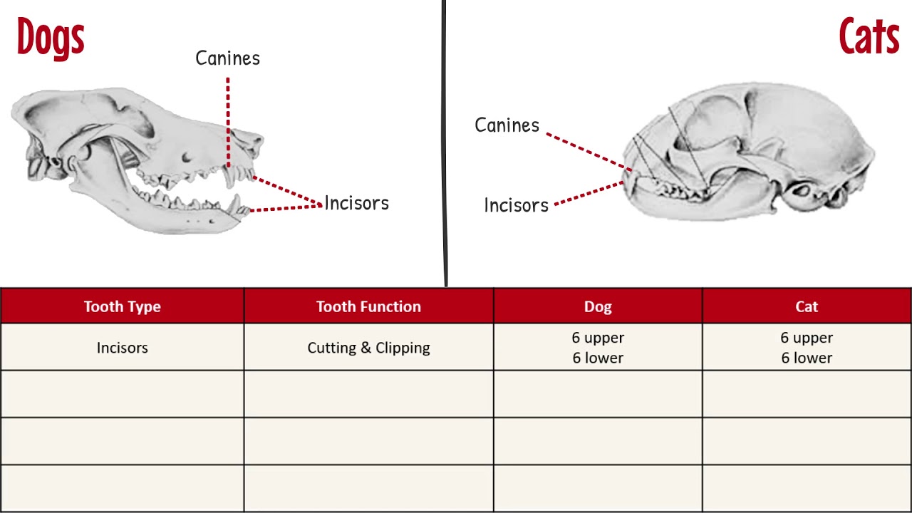 Dogs&Cats Dental anatomy