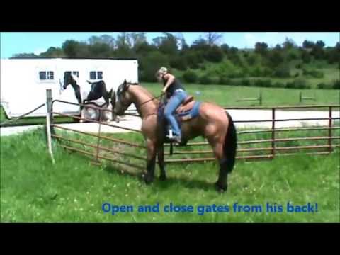 www.Friesiansporthorses.com Mardi riding English and Western