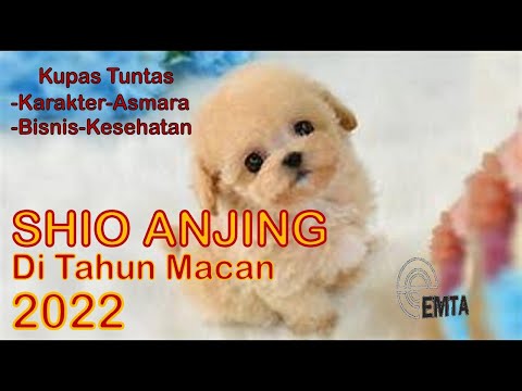 Prediksi SHIO ANJING di Tahun 2022 - Peningkatan Finansial Drastis