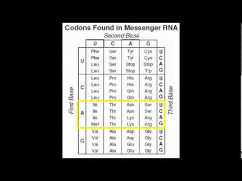 How to use the genetic coding dictionary