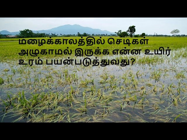 Bio Control Agents Pseudomonas Fluorescens Biocontrol Agents Manufacturer From Chennai