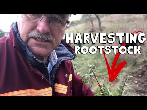 How to Harvest Rootstock for your Orchard the Easy Way