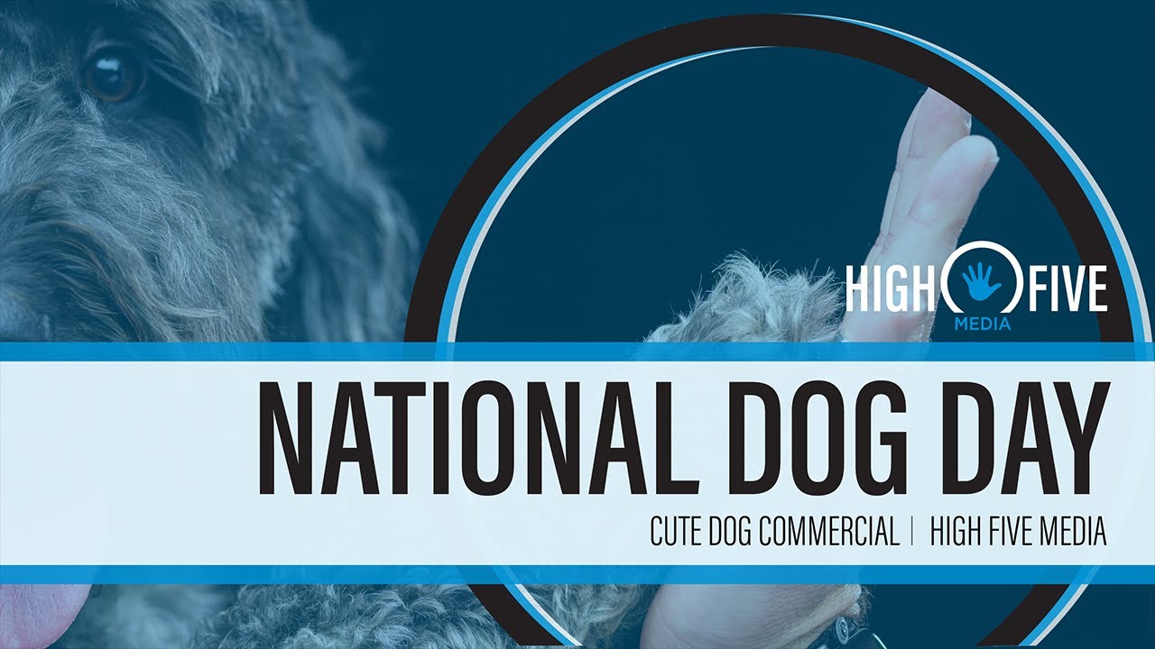 National Dog Day 2023 | High Five Media
