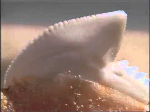 Tiger Shark