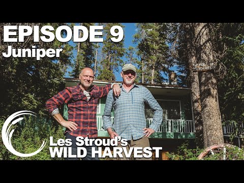 Wild Harvest | Season 2 | Episode 9 | Juniper