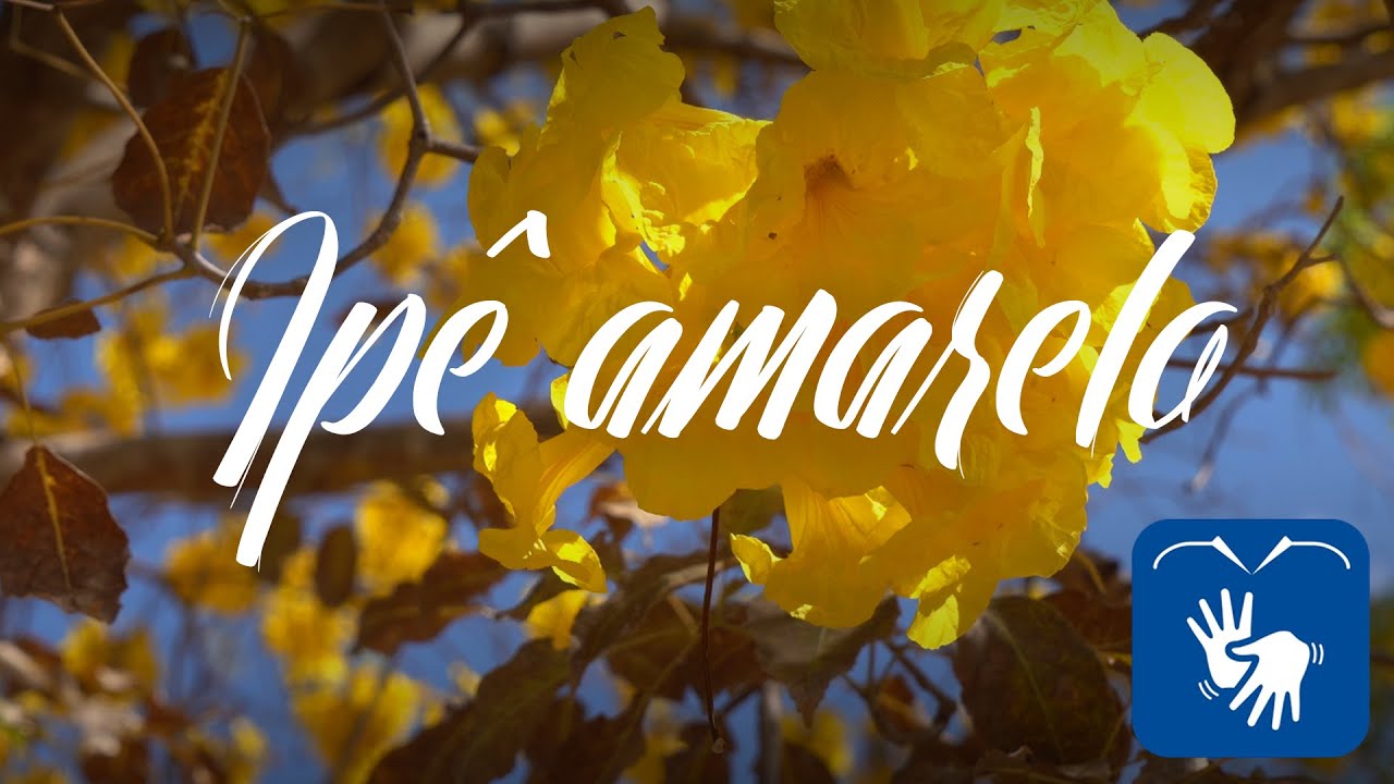Ipê Amarelo, flor símbolo do Brasil