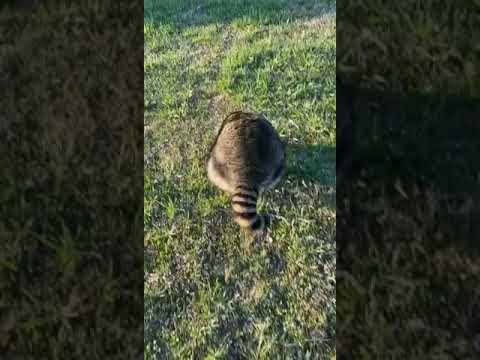 Steam Community :: Video :: Elden Ring Raccoon roll