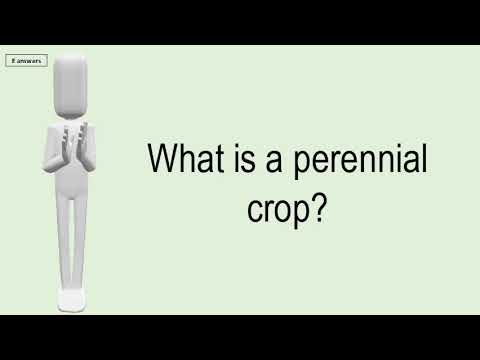 What Is A Perennial Crop?