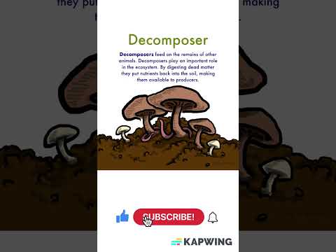 What are decomposers