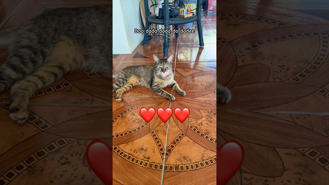 Will you say hi to Missy ❤️ #cats #catshorts #adoreble #cuteanimal