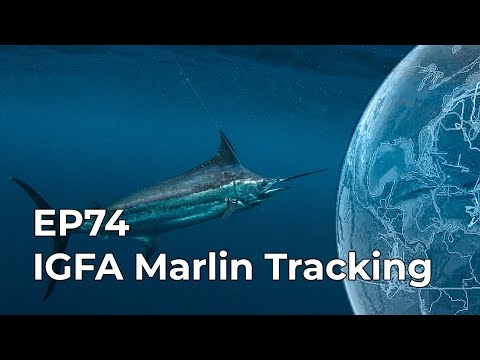 EP74 IGFA Marlin Tracking & World Records FT. Dr. Bruce & Zack