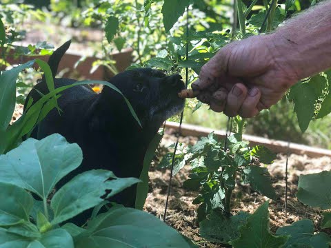 💚 GSHCC: Gardening with Melon: Types of Gardens