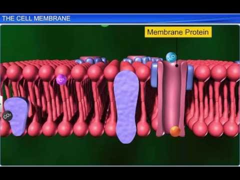 Cell Membrane Video Lecture - Crash Course: Class 9 (Hinglish)