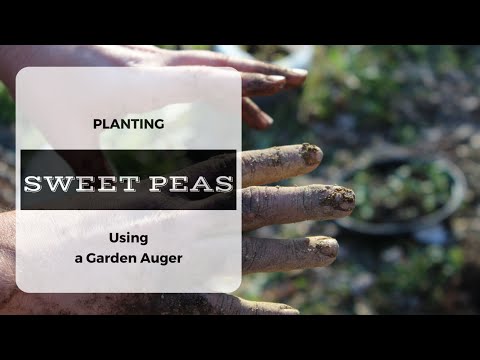 How to Use a Garden Auger to Plant Ornamental Sweet Peas (Lathyrus odoratus)