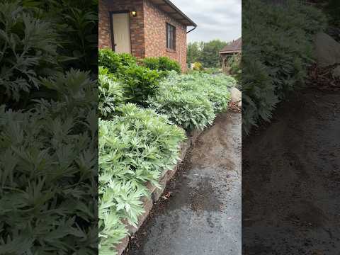 Artemisia ‘Silver Lining’ is perfect as a filler for the landscape🩶 Height: 12-16” / Zones: 4-9