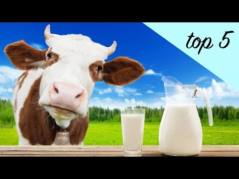 Top 5 High Protein Dairy Products