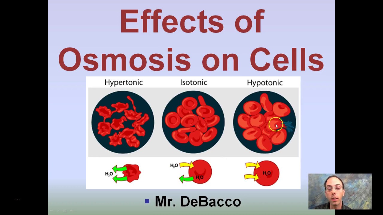 Effects of Osmosis on Cells