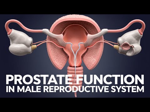 Prostate Function in Male Reproductive System - Role of Prostate Gland in Male Reproductive System