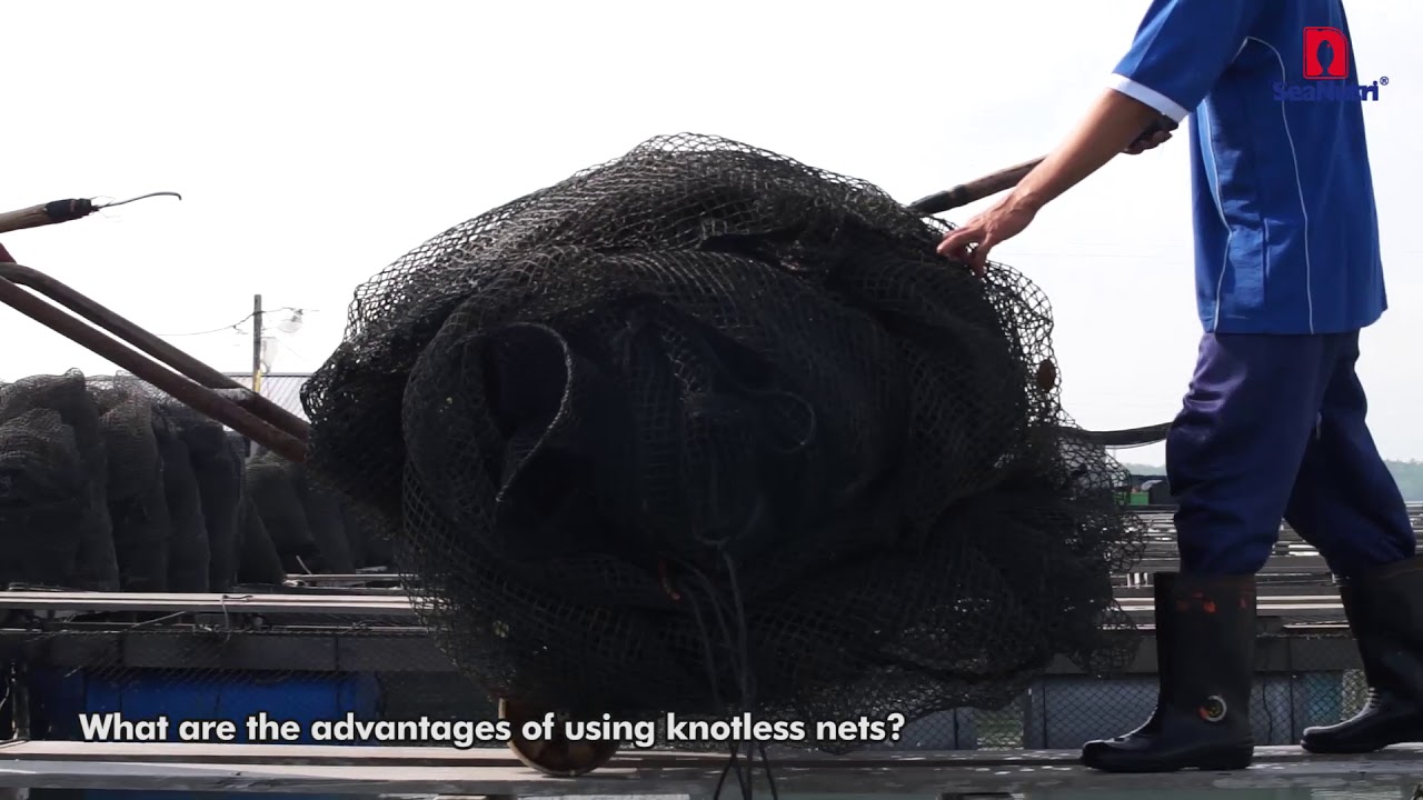 Malaysia healthy fish brand——SeaNutri