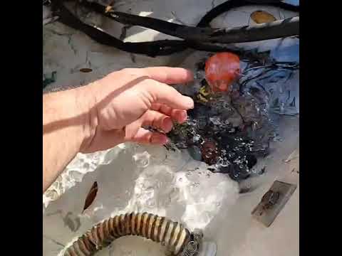 clean your bilge pump.