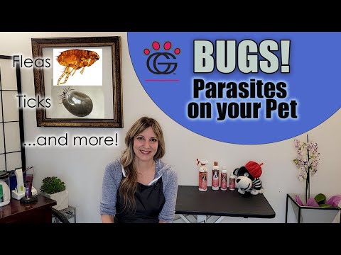 BUGS! - Parasites and how Groomers help deal with them (with Bio-Groom Flea, Tick & Mite products!)